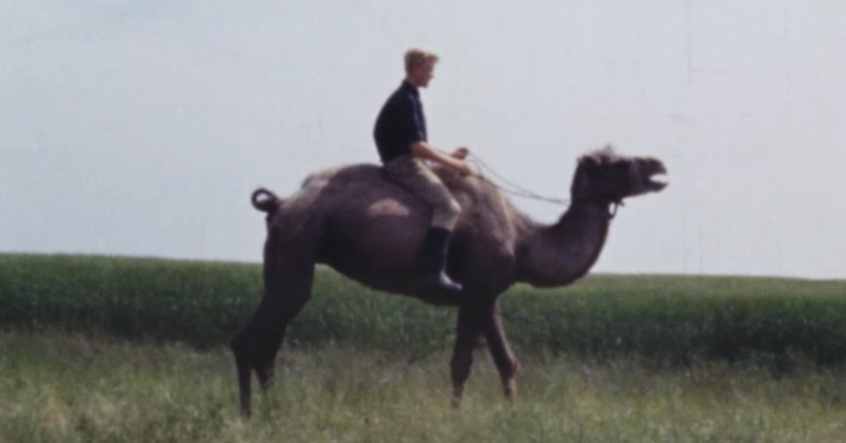 Koen og kamelen | Danmark på Film