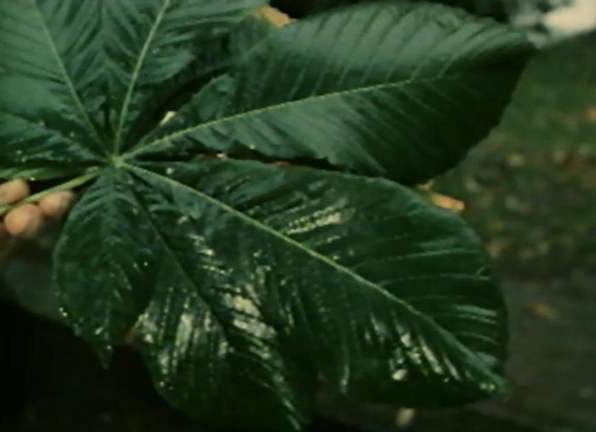 Et blad | Danmark på Film