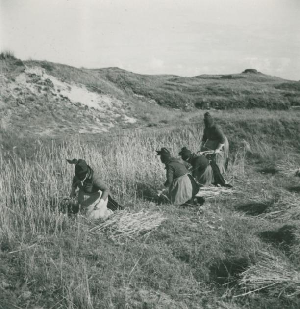 Høst med segl | Danmark på Film