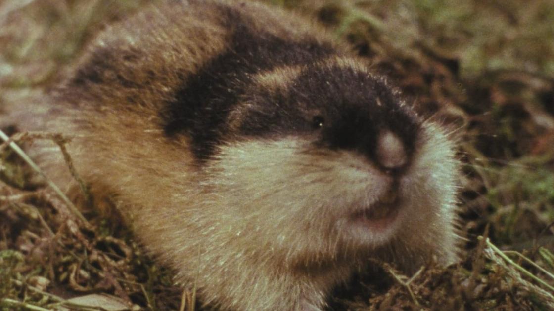 Lemmingernes gåde | Danmark på Film