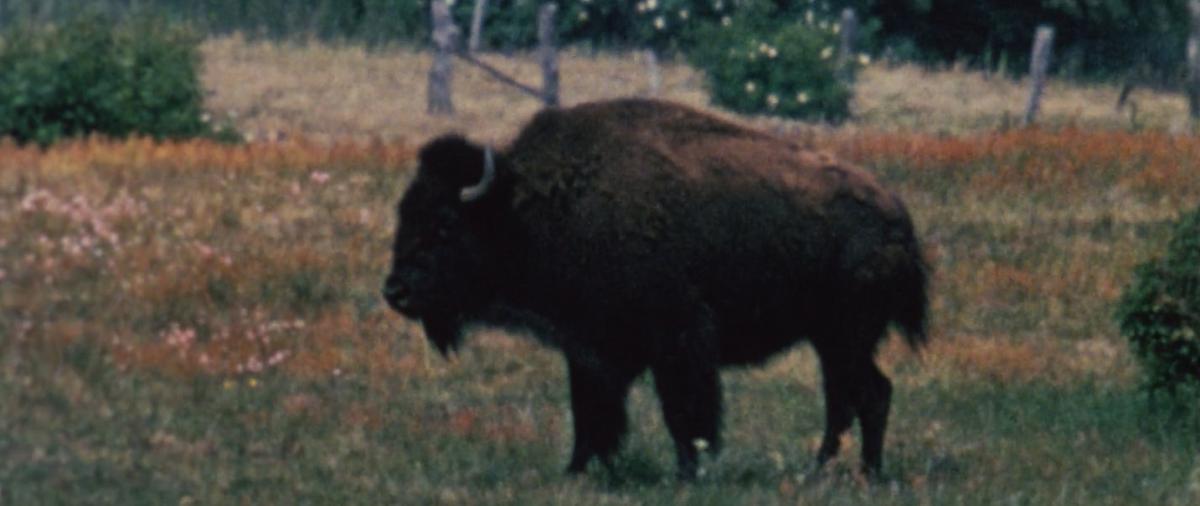 Bison | Danmark på Film