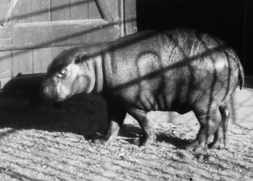 Dværg-flodhest | Danmark på Film