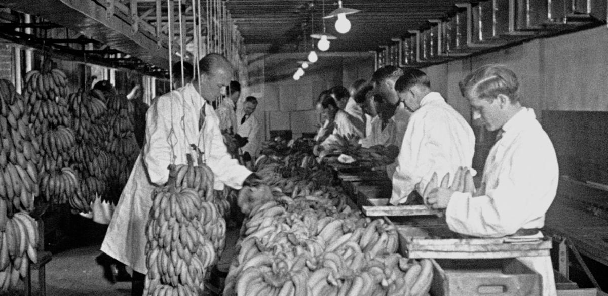 Bananer distribueres i København | Danmark på Film